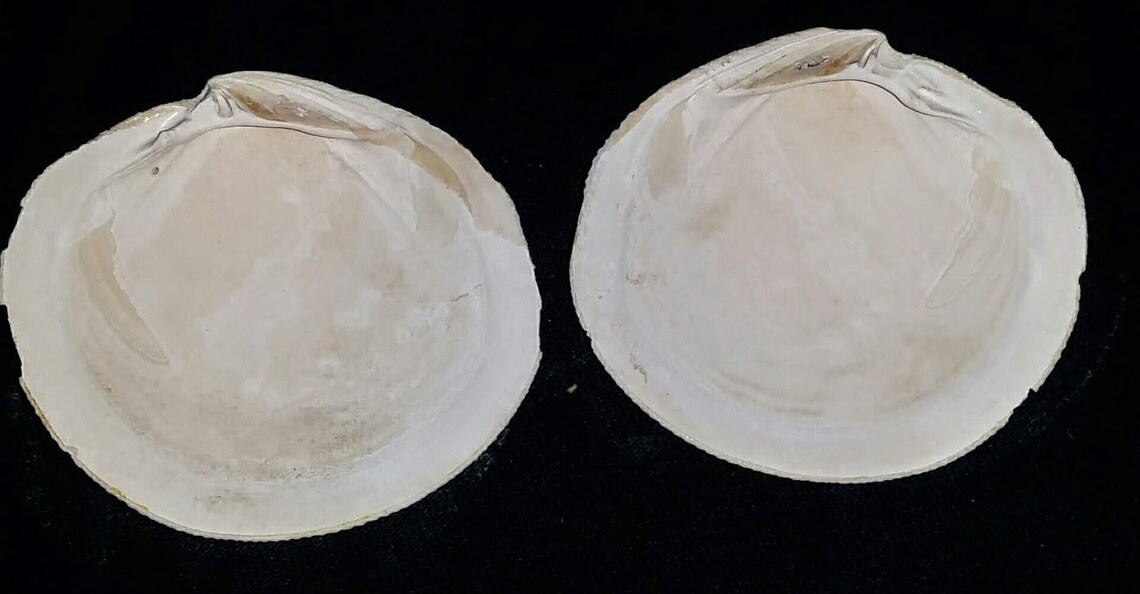 Codakia Orbicularis Aka Tiger Lucine Fossil / Fossilized Whole - Etsy