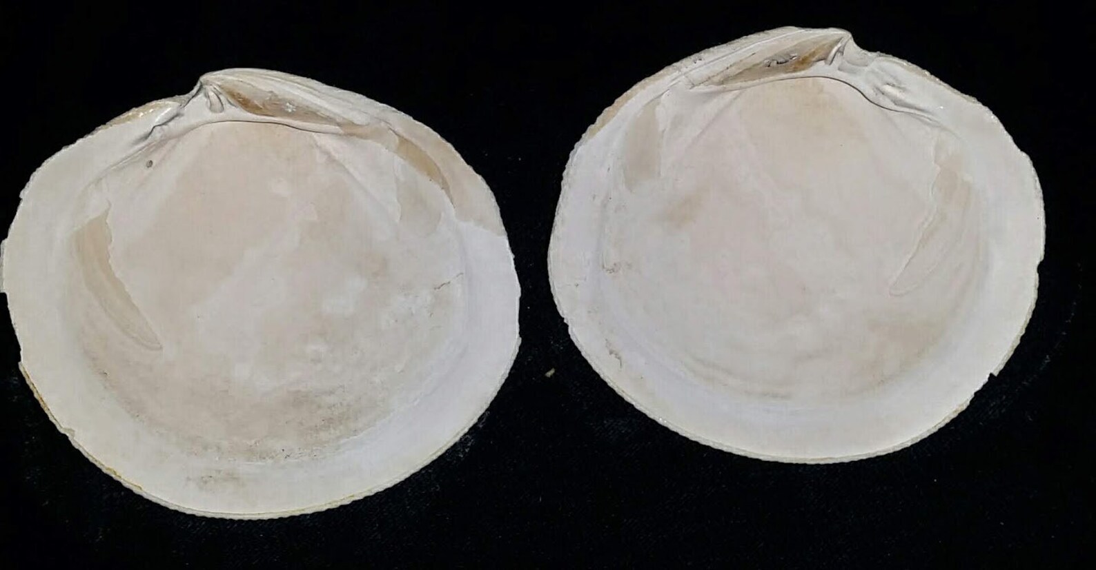 Codakia Orbicularis Aka Tiger Lucine Fossil / Fossilized Whole - Etsy