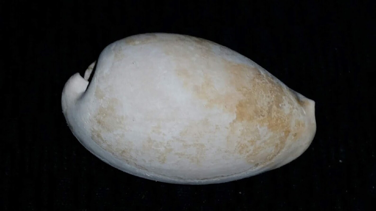 Florida Fossil Cypraea Cowrie Sea Shell Gastropod Mollusk Sea | Etsy