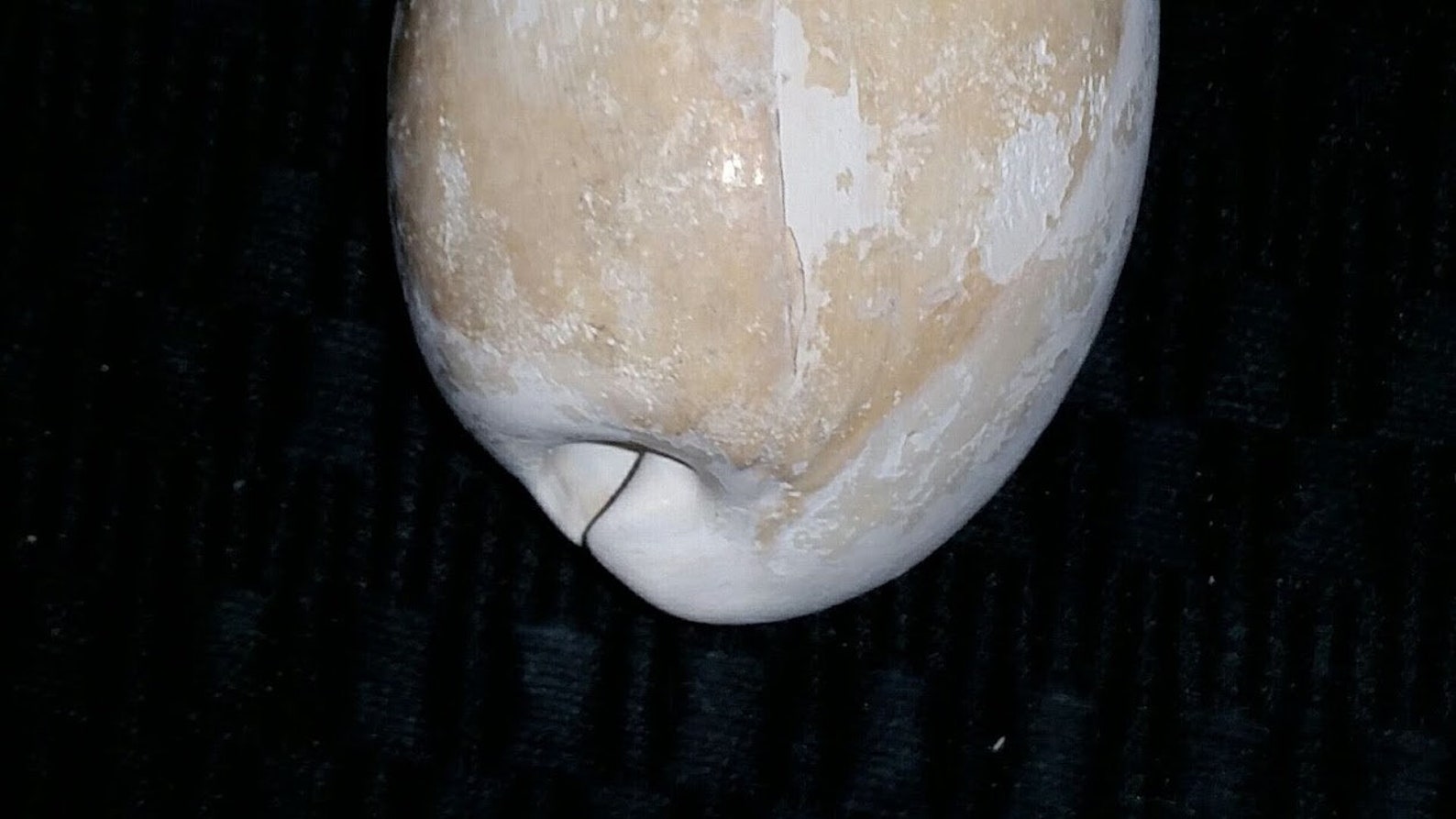 Florida Fossil Cypraea Cowrie Sea Shell Gastropod Mollusk Sea - Etsy