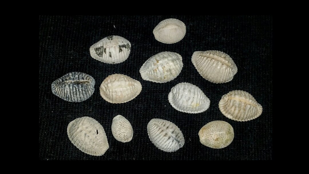 12 Triviidae Trivia Florida Fossilized / Fossil Trivia Shell Fossilized ...
