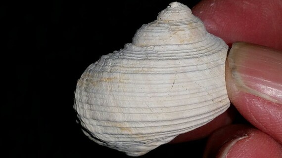 Buccinidae Sea Shell Trio Home & Living Rocks & Geodes etna.com.pe