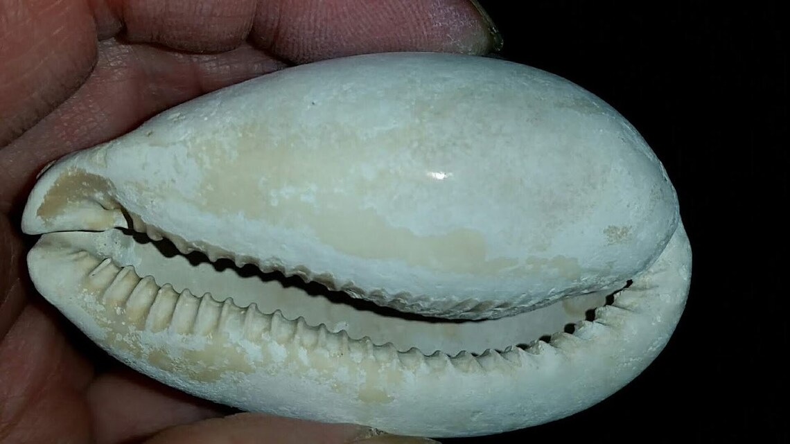 Florida Fossil Cypraea Cowrie Sea Shell All Natural Color - Etsy