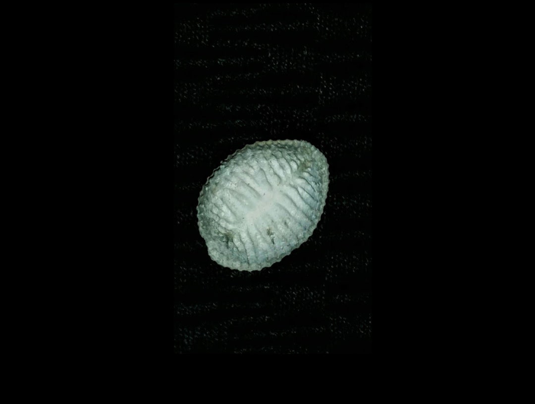 Florida Fossilized / Fossil Trivia Shell Fossilized Gastropod Triviidae ...