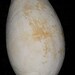 Florida Fossil Cypraea Cowrie Sea Shell All Natural Color - Etsy