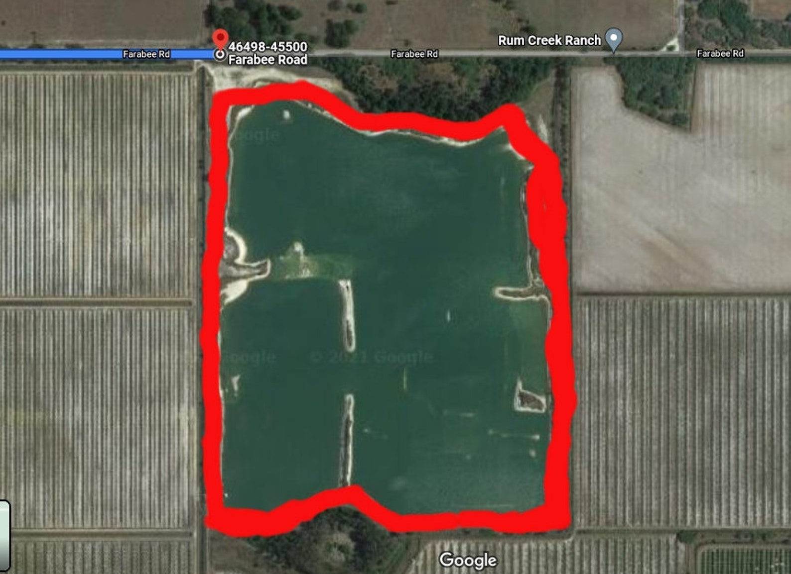 Large 7 Inch Florida Fossil Whelk Sea Shell All Natural | Etsy