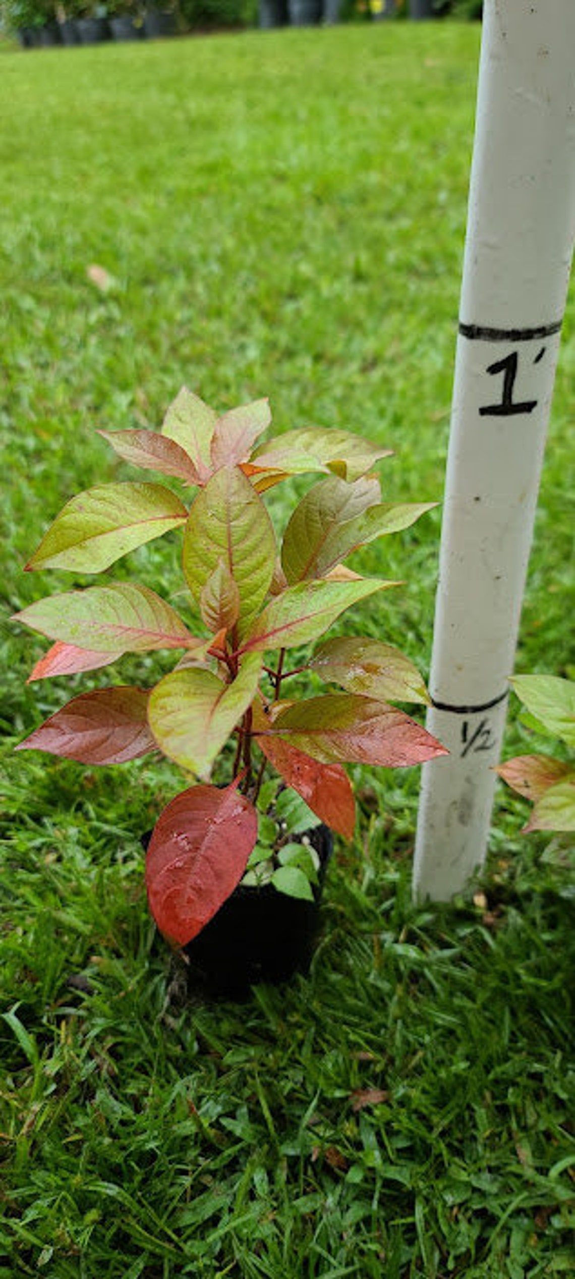 Firebush Plant 1 Firebush Tropical Yellow Orange Flowers - Etsy