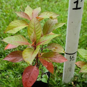 Firebush Plant 1 Firebush Tropical Yellow Orange Flowers - Etsy