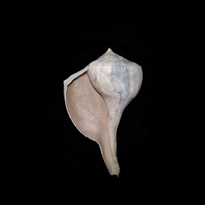 Large 7+ Inch Florida Fossil Whelk Sea Shell All Natural Fossilized ...