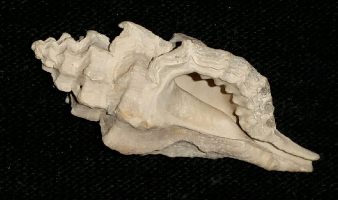 Fossil / Fossilized Eupleura Murex Florida Gastropod Sea Shell - Etsy