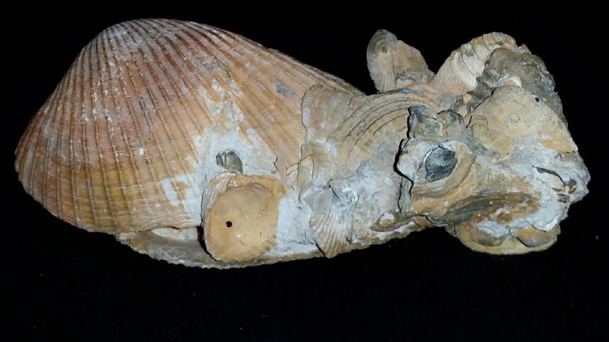 Florida Fossil / Fossilized Natural Matrix Bed Sculpture Plate - Etsy