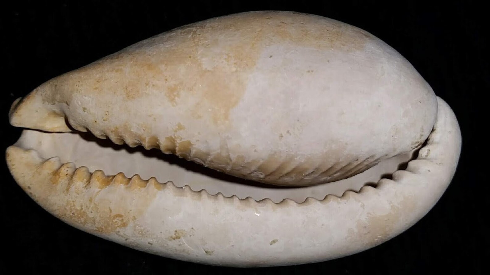 Florida Fossil Cypraea Cowrie Sea Shell Gastropod Mollusk Sea | Etsy