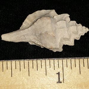 Fossil / Fossilized Eupleura Murex Florida Gastropod Sea Shell Mollusk ...