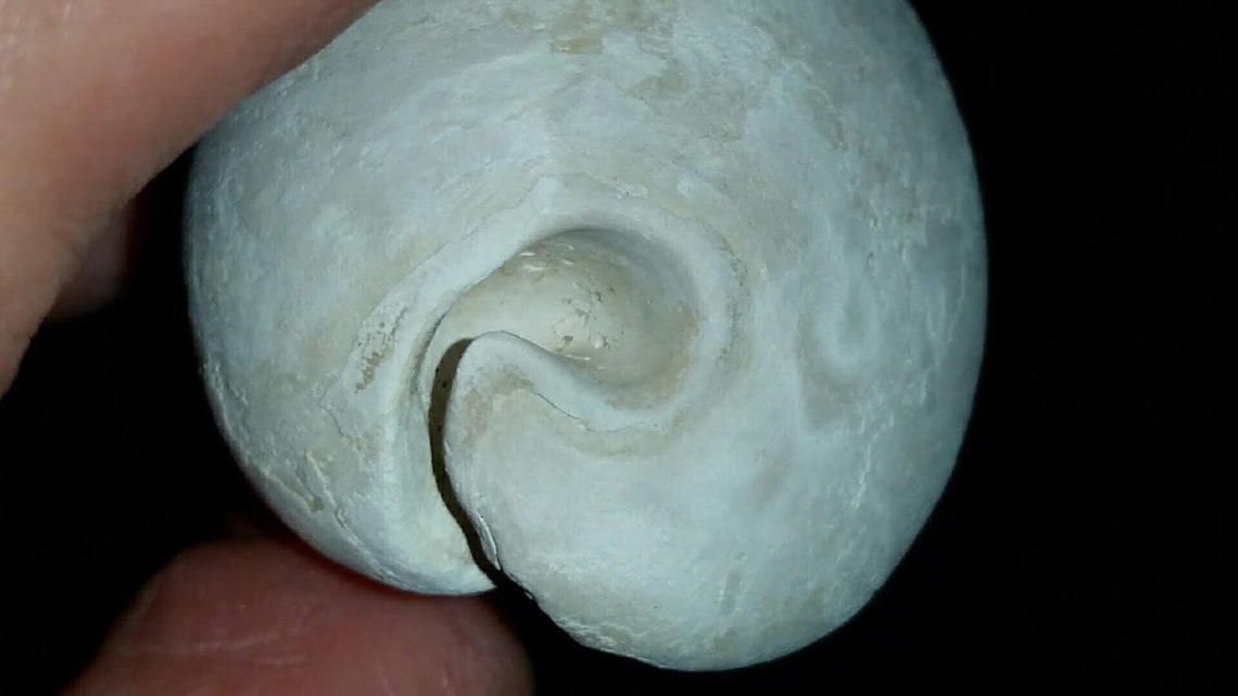 Florida Fossil Cypraea Cowrie Sea Shell All Natural Color - Etsy