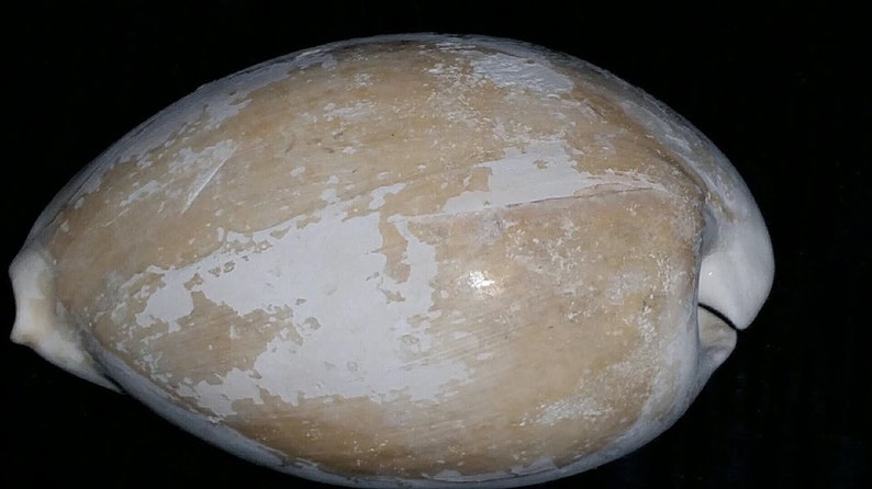 Florida Fossil Cypraea Cowrie Sea Shell Gastropod Mollusk Sea - Etsy