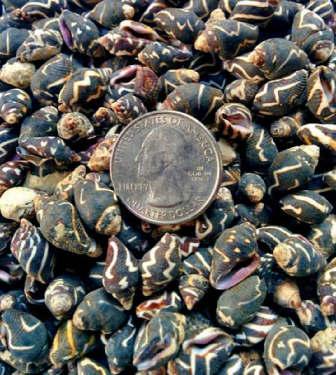 2 Oz Small Dove Micro Sea Shells Crafts Arts Wicca Sea Alters Beach ...