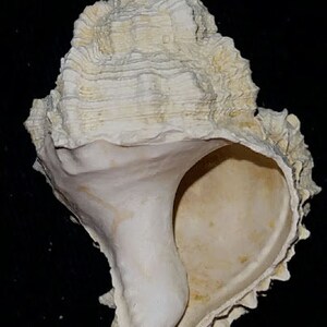 Fossil /fossilized Florida Muricidae Murex Gastropod Mollusk Natural ...