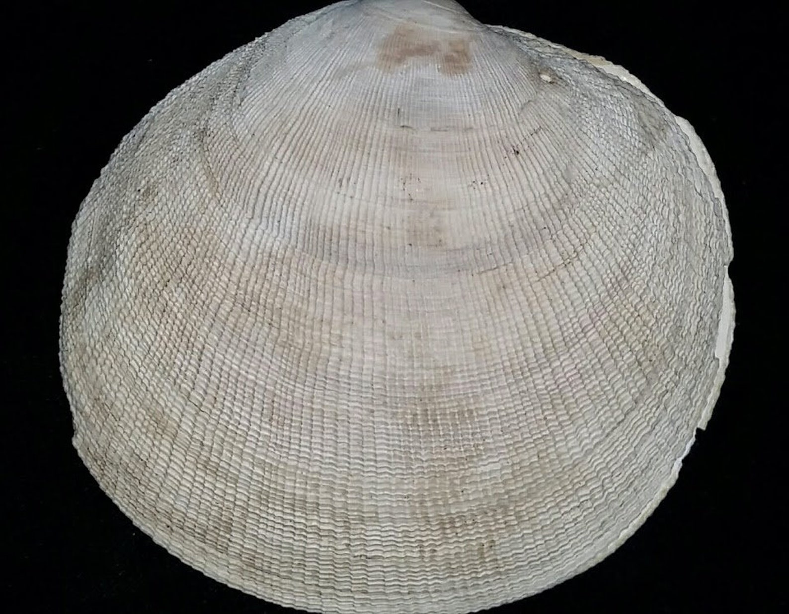 Codakia Orbicularis Aka Tiger Lucine Fossil / Fossilized Whole - Etsy ...