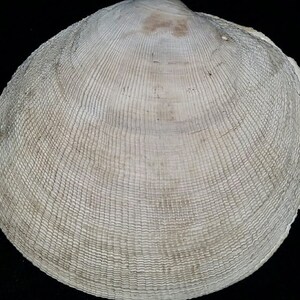 Codakia Orbicularis Aka Tiger Lucine Fossil / Fossilized Whole Bilvalve ...