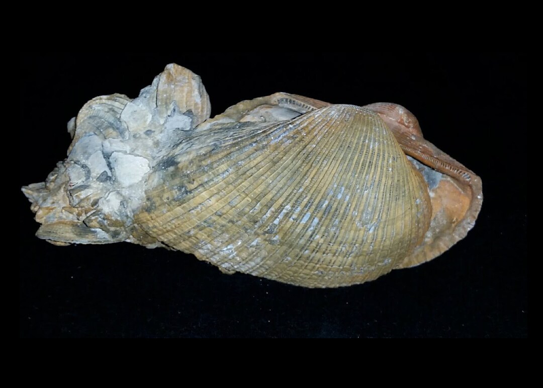 Florida Fossil / Fossilized Natural Matrix Bed Sculpture Plate Piece ...