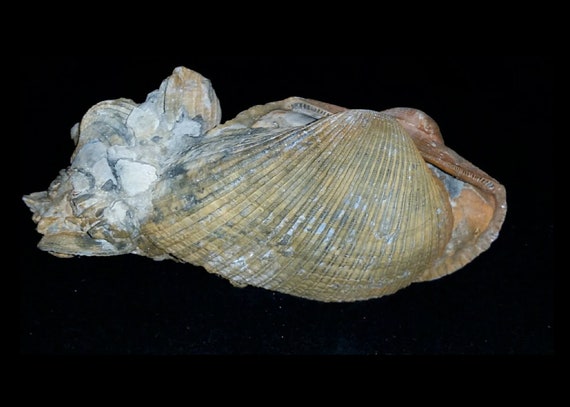 Florida Fossil / Fossilized Natural Matrix Bed Sculpture Plate | Etsy