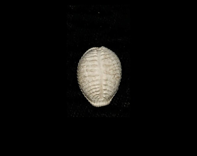 Triviidae Trivia Florida Fossilized / Fossil Trivia Shell Fossilized ...