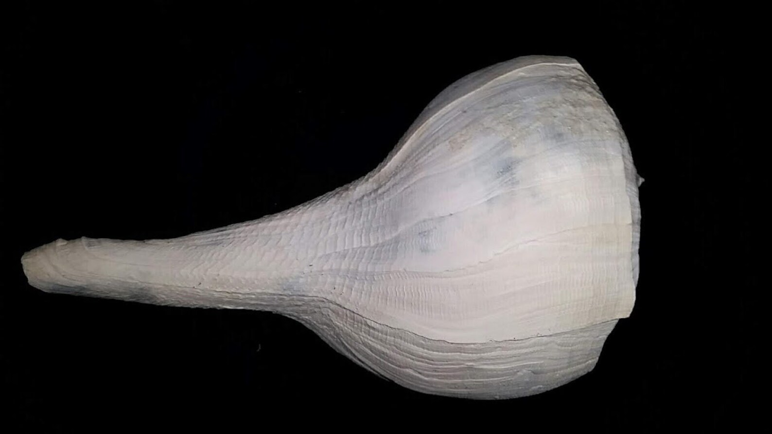 Large 7 Inch Florida Fossil Whelk Sea Shell All Natural | Etsy