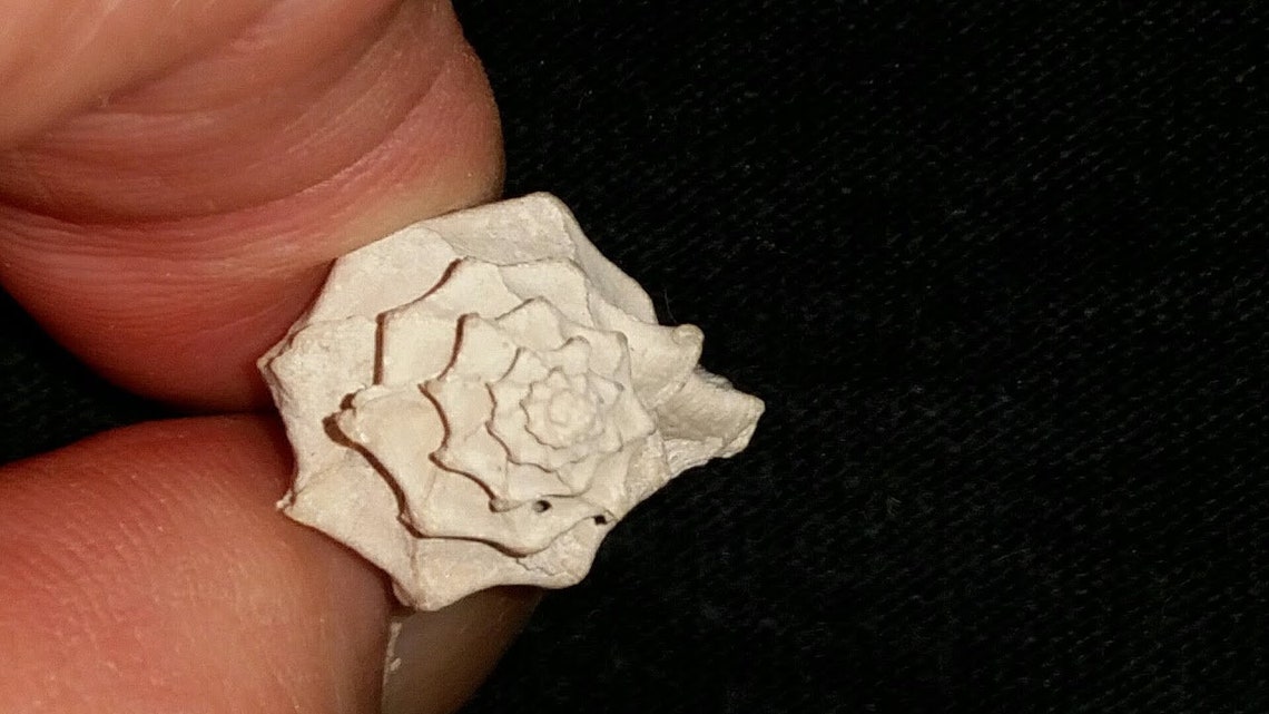 Fossil / Fossilized Eupleura Murex Florida Gastropod Sea Shell - Etsy