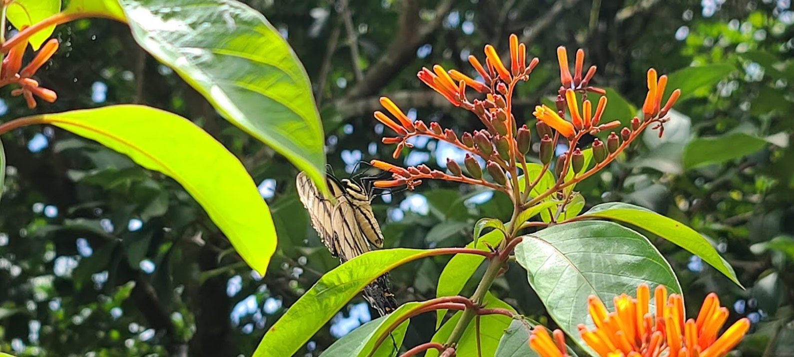Firebush Plant 1 Firebush Tropical Yellow Orange Flowers Butterflies ...