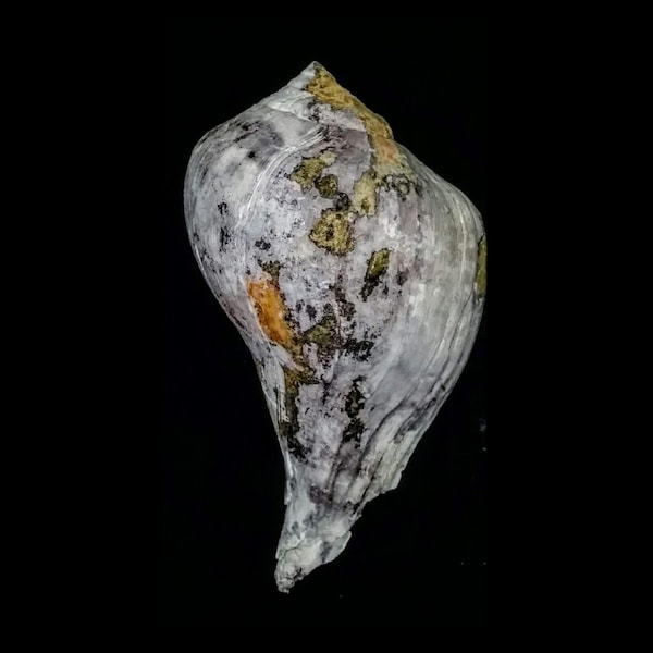 Florida Whelk Shell - Etsy