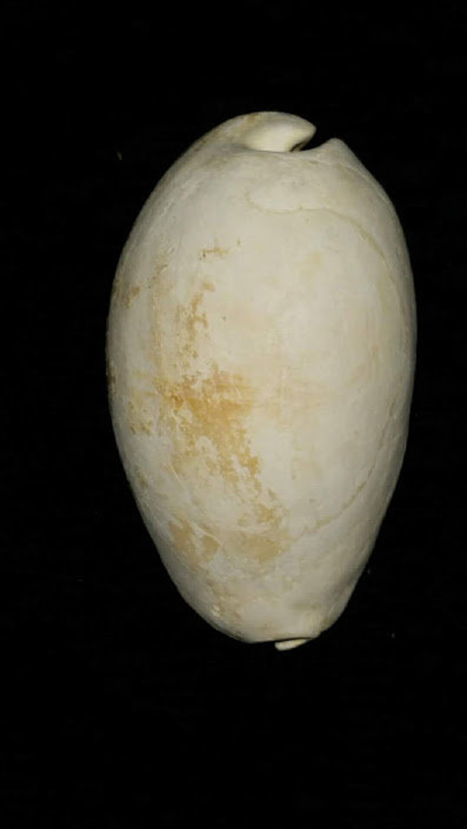 Florida Fossil Cypraea Cowrie Sea Shell All Natural Color | Etsy