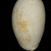 Florida Fossil Cypraea Cowrie Sea Shell All Natural Color - Etsy