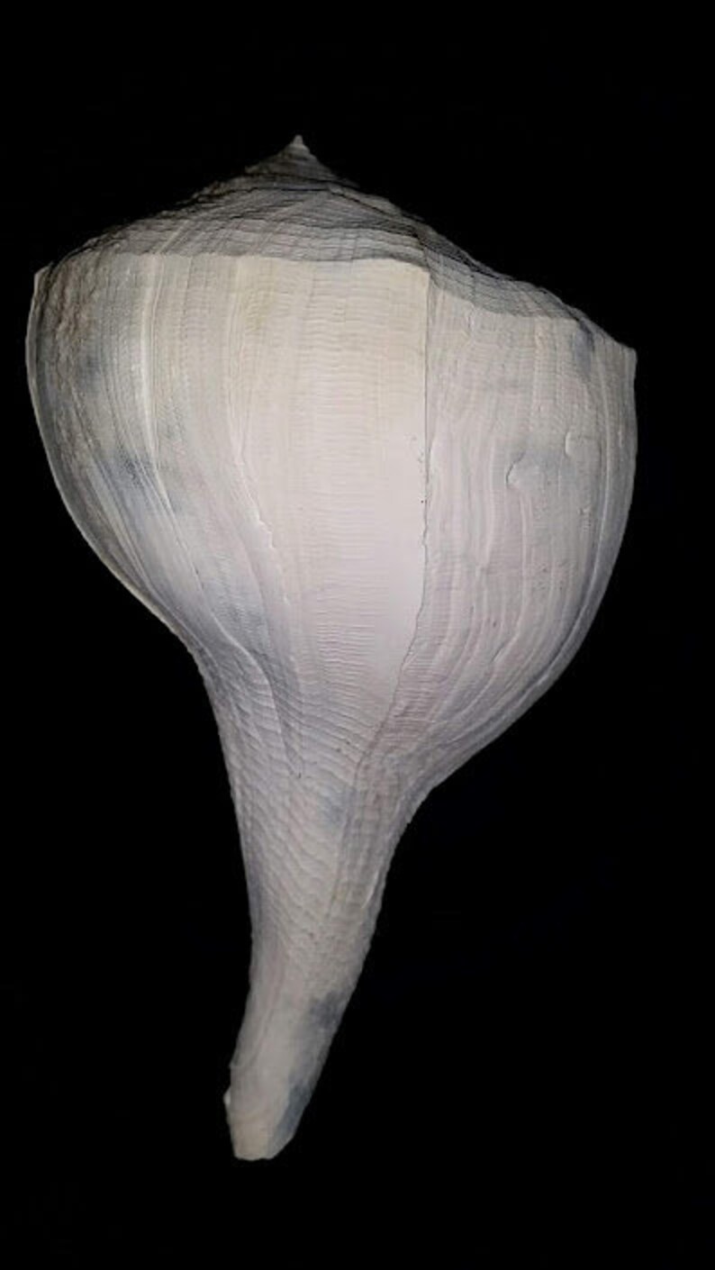 Large 7 Inch Florida Fossil Whelk Sea Shell All Natural - Etsy