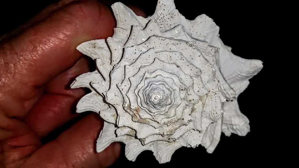 Large Florida Fossilized / Fossil Vase Sea Shell Fossilized - Etsy