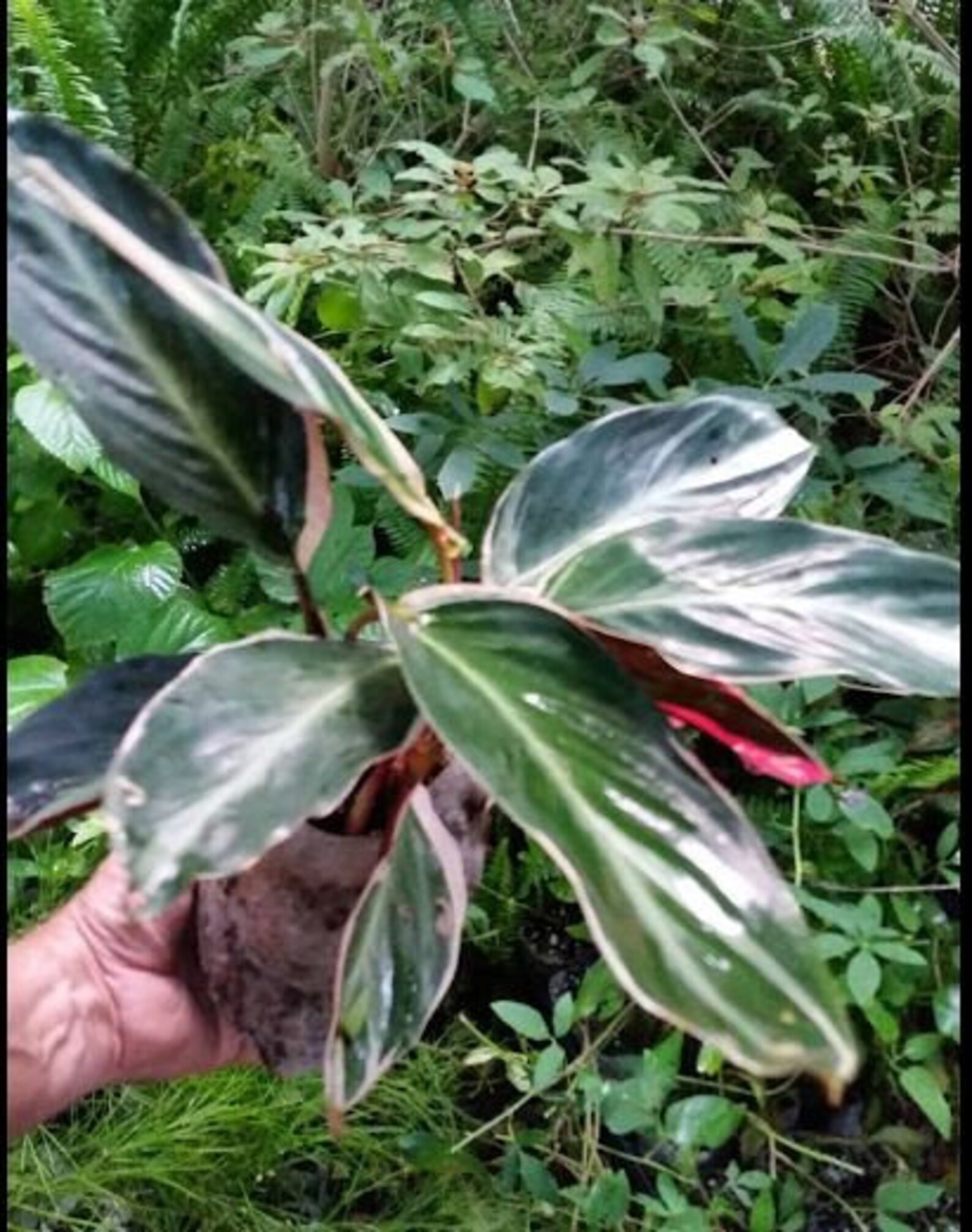 1 Tricolor Ginger Plant Live Tropical Semi Tropical Plant - Etsy