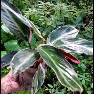 1 Tricolor Ginger Plant Live Tropical Semi Tropical Plant Starter Plant ...