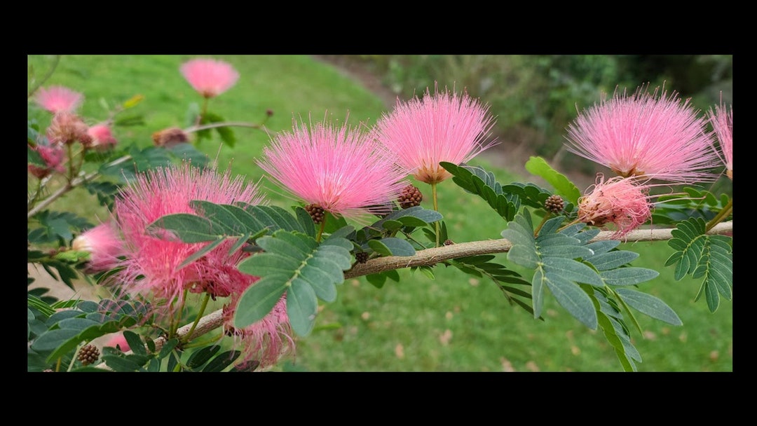 1' Pink Powderpuff Tree Tropical Pink Flowers Callliandra Powder Puff ...