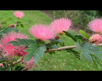Powder Puff Pink SURINAM Tree Live Plant Rose Cascade Calliandra ...