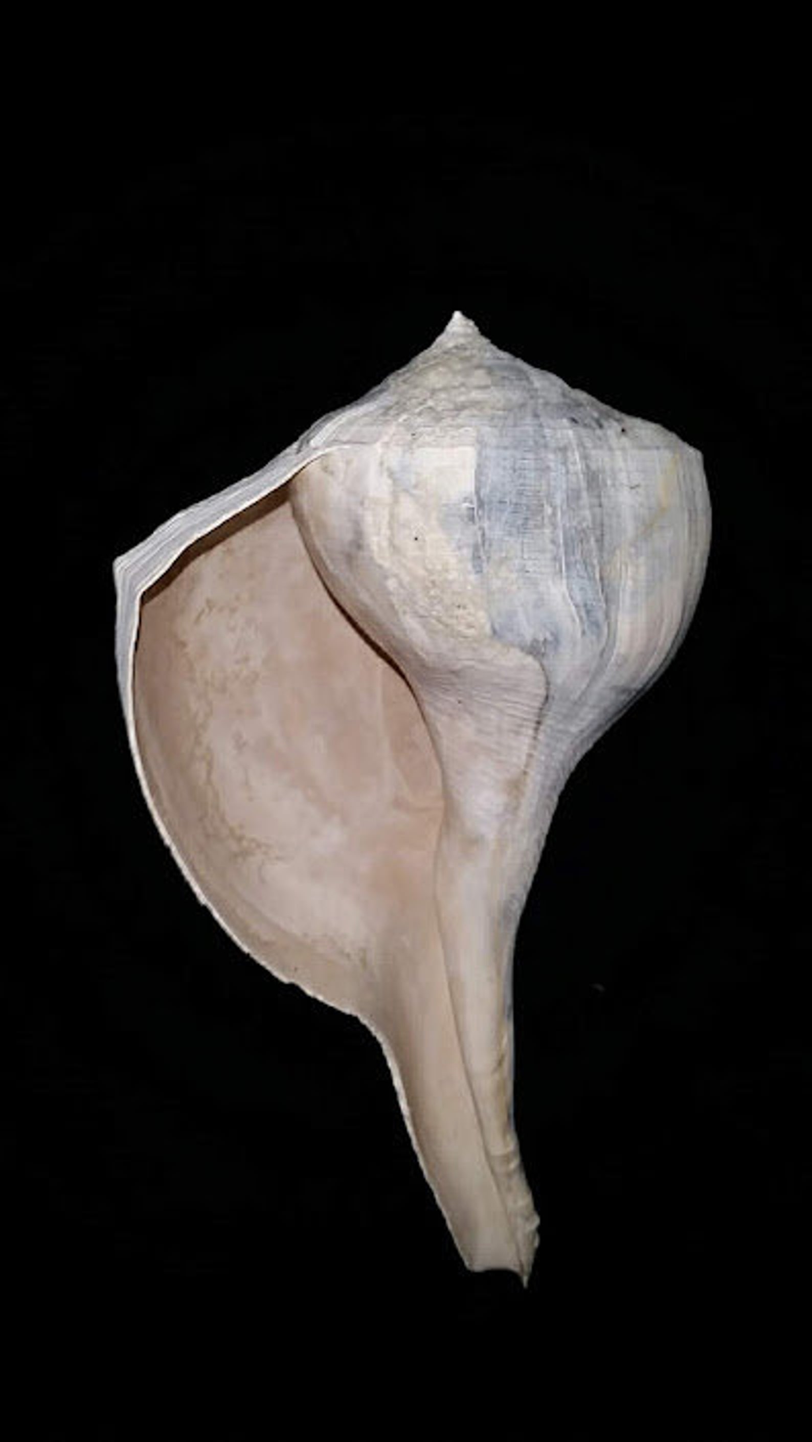 Large 7 Inch Florida Fossil Whelk Sea Shell All Natural | Etsy