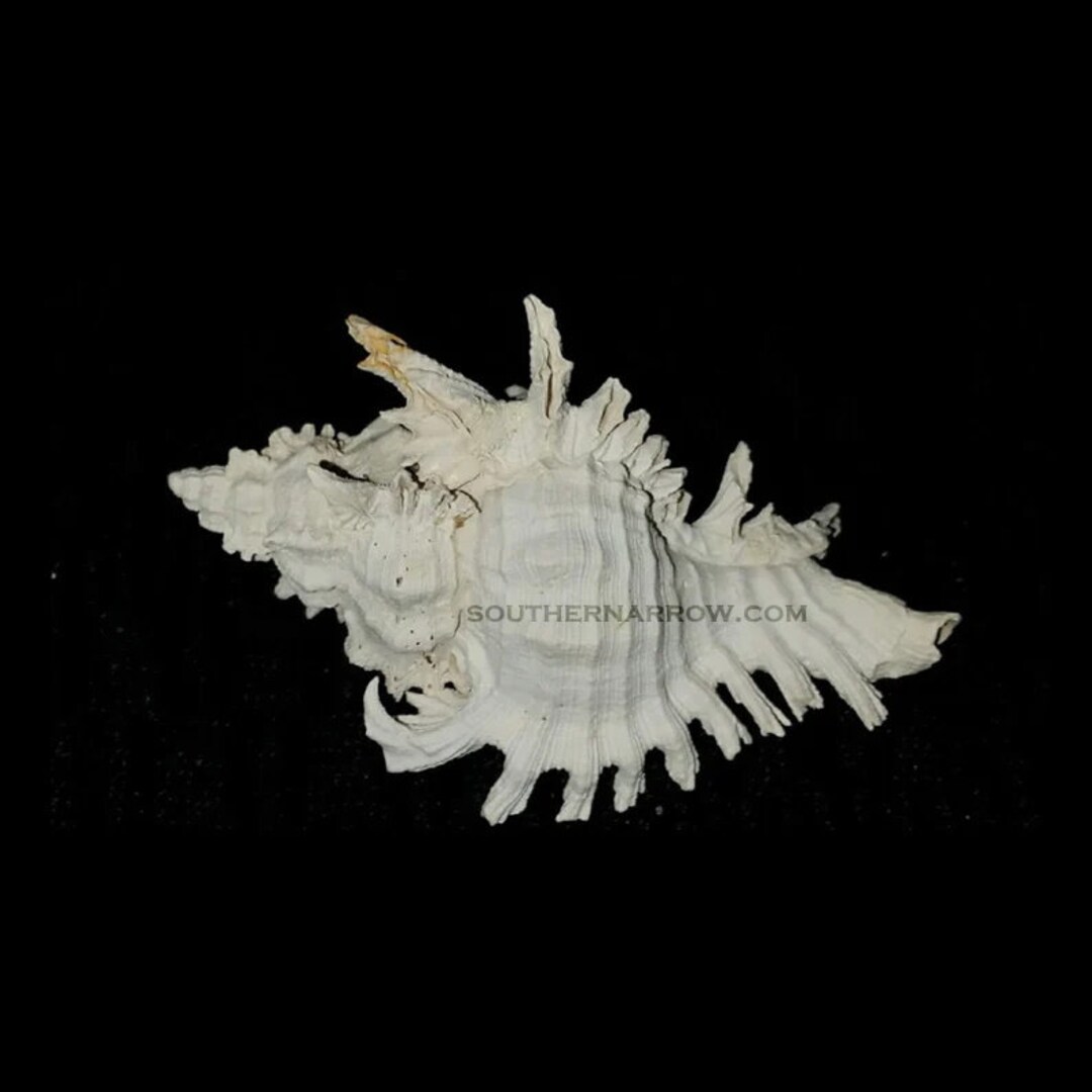 Fossilized Florida Fossil Muricidae Murex Sea Shell Natural Color Great ...