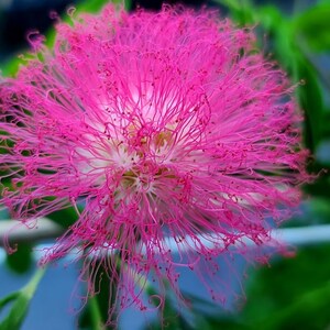 1' Pink Powderpuff Tree Tropical Pink Flowers Callliandra Powder Puff ...