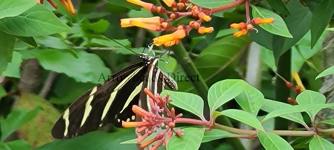 Firebush Plant 1 Firebush Tropical Yellow Orange Flowers Butterflies ...