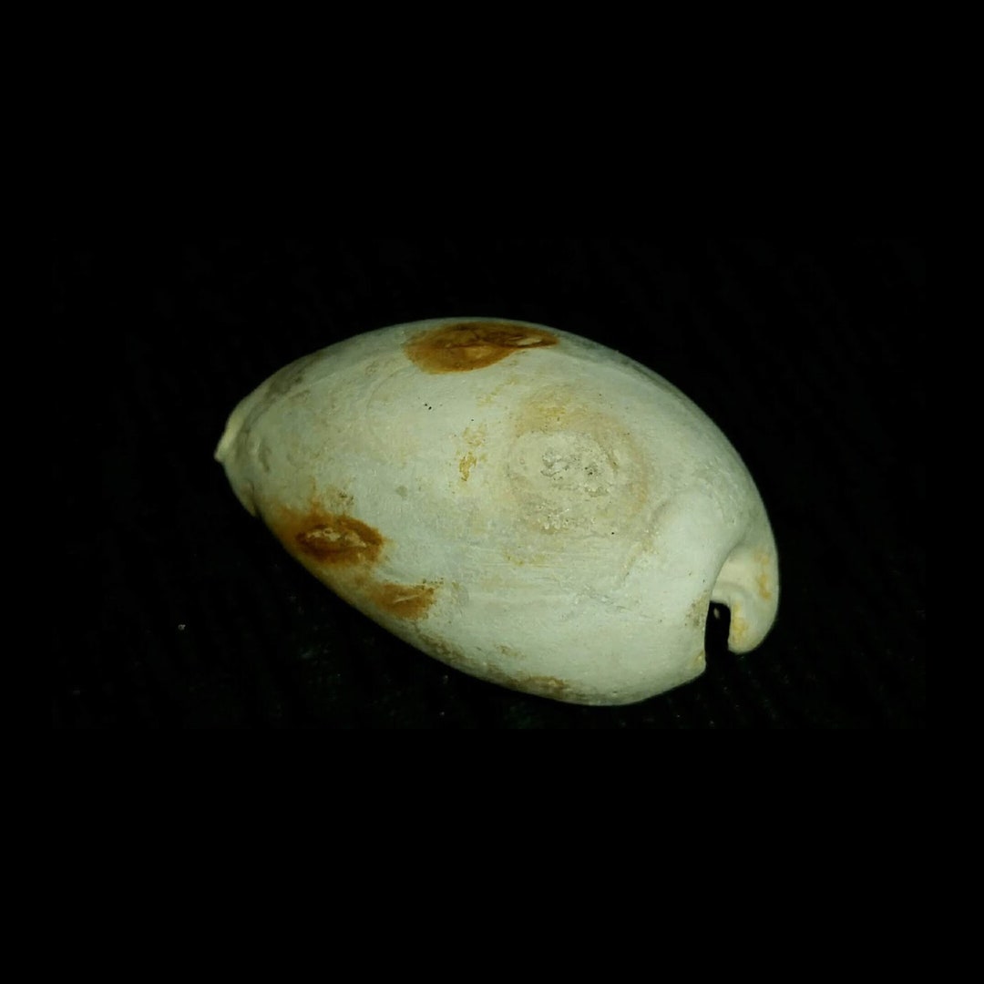 Florida Fossil Cypraea Cowrie Sea Shell All Natural Color Fossilized ...