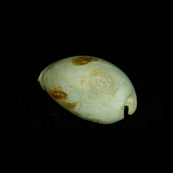 Florida Fossil Cypraea Cowrie Sea Shell All Natural Color - Etsy