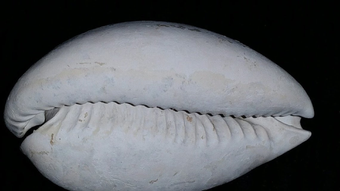 Florida Fossil Cypraea Cowrie Sea Shell Gastropod Mollusk Sea - Etsy