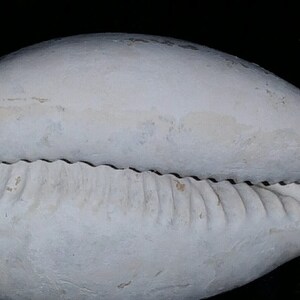 Florida Fossil Cypraea Cowrie Sea Shell Gastropod Mollusk Sea Shells ...