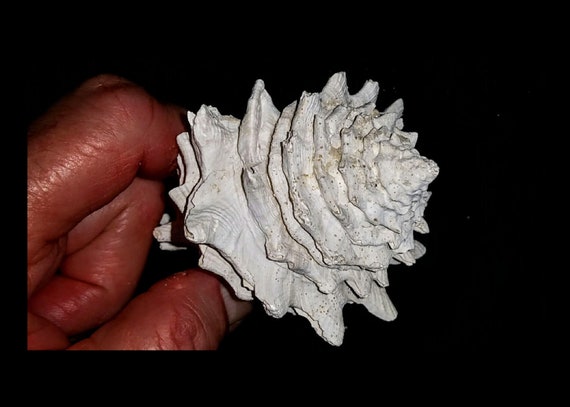 Large Florida Fossilized / Fossil Vase Sea Shell Fossilized - Etsy