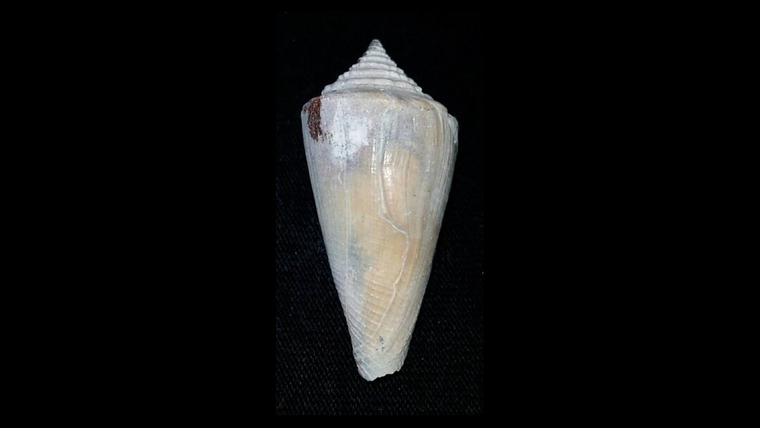 Florida Fossil / Fossilized Right Handed Cone Conidae Sea Shell ...