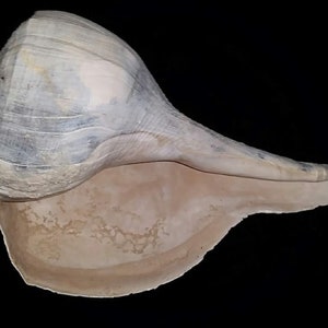 Large 7+ Inch Florida Fossil Whelk Sea Shell All Natural Fossilized ...