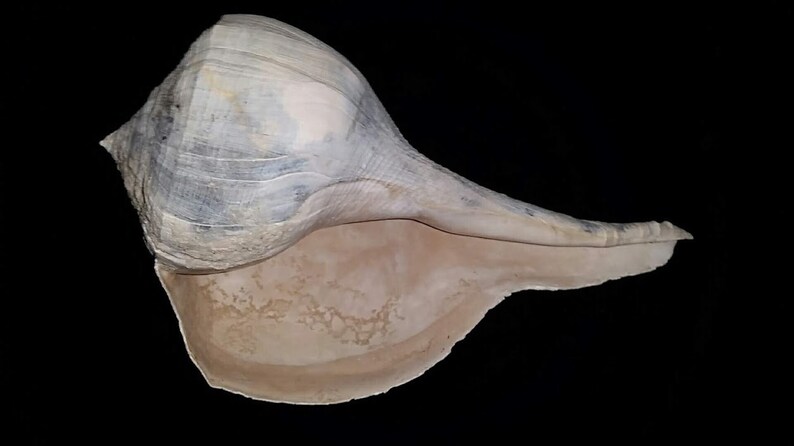 Large 7 Inch Florida Fossil Whelk Sea Shell All Natural | Etsy